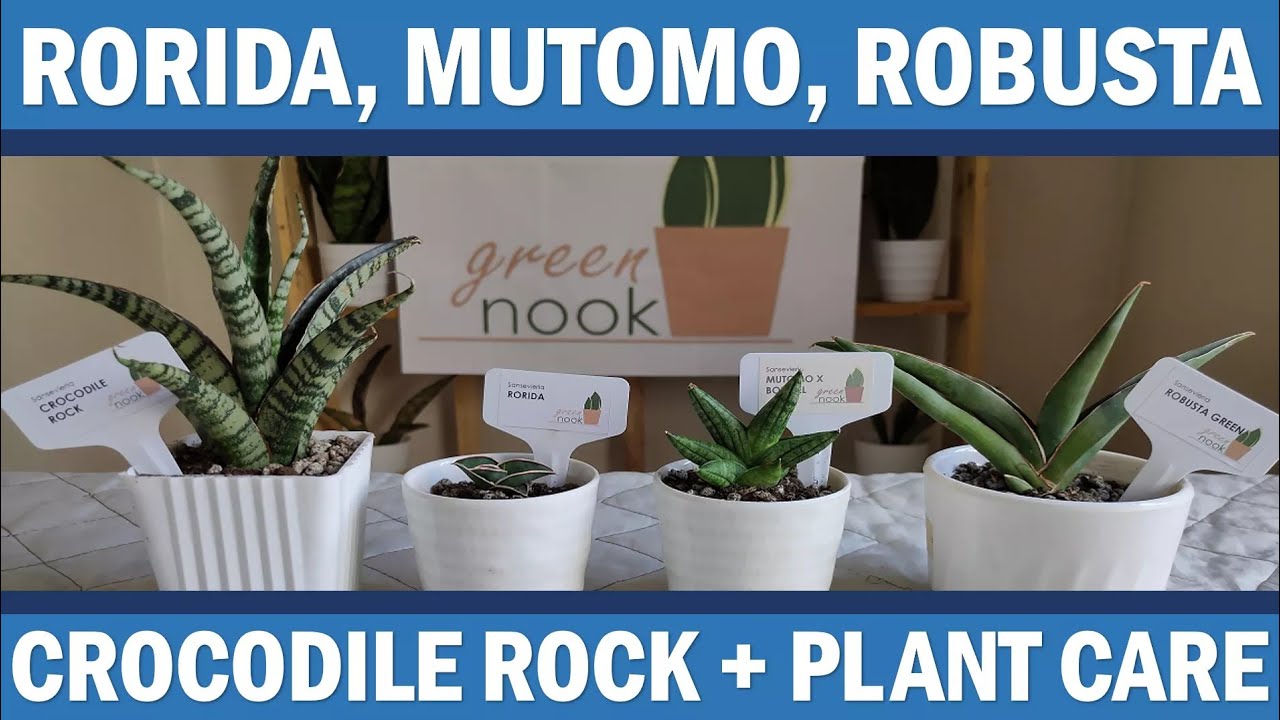 Rorida, Mutomo x Boncel, Crocodile Rock and Robusta Green Unboxing from ...