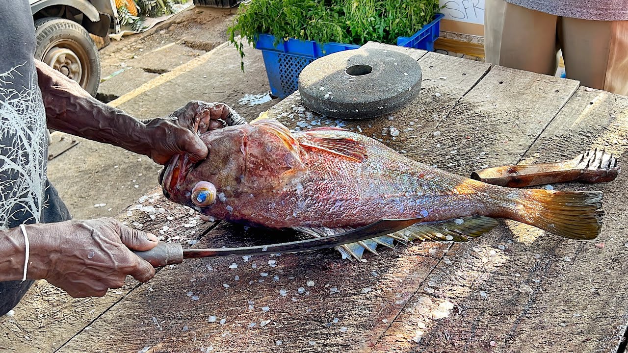 Rare Big Eye Grouper Fish Cutting | Grouper Fish Cutting into Cubes ...