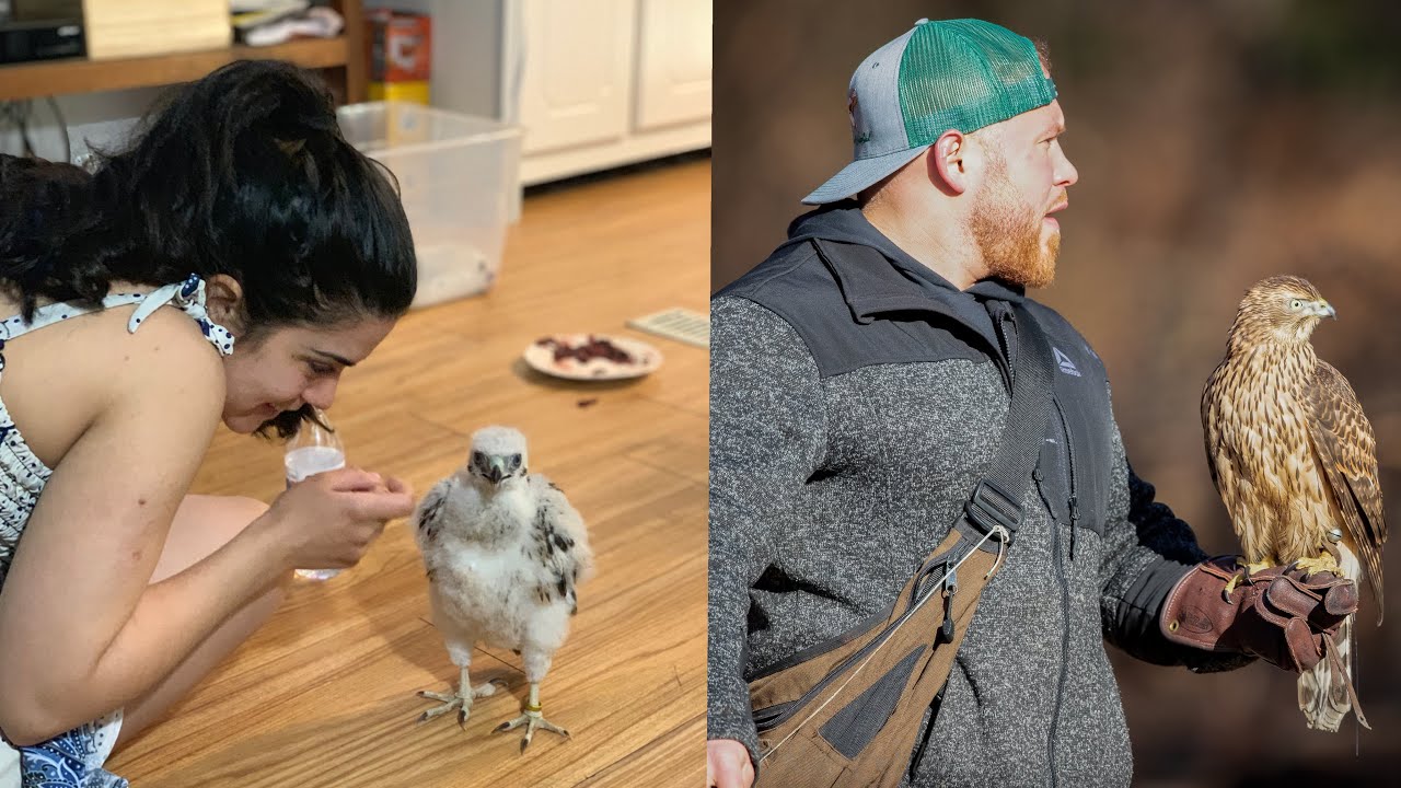 RAISING A BABY HAWK FOR HUNTING - YouTube