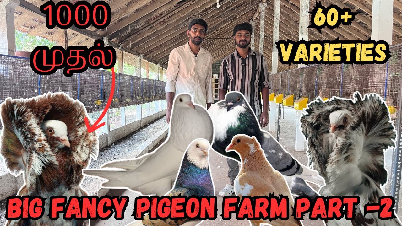 விதியசமான fancy புறா பண்ணை part -2 | 60 varieties | delivery available ...