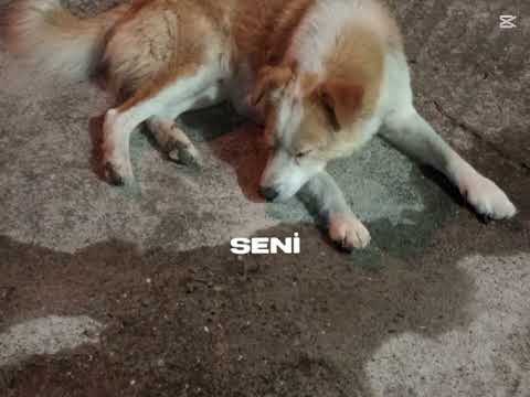 SENİ ÇOK SEVİYORUM KÖPEĞİM