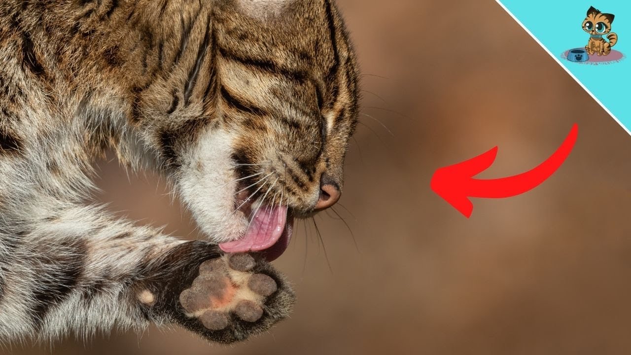 With THESE Warning Signs Your Cat Cries For HELP! (NEVER ignore) - YouTube