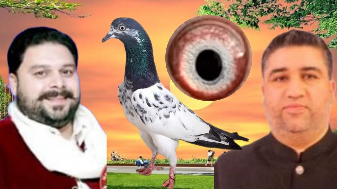 Rustam Faisalabad Ustad Mian Ahsan Rasheed Puri sab ki chat se parwazi ...