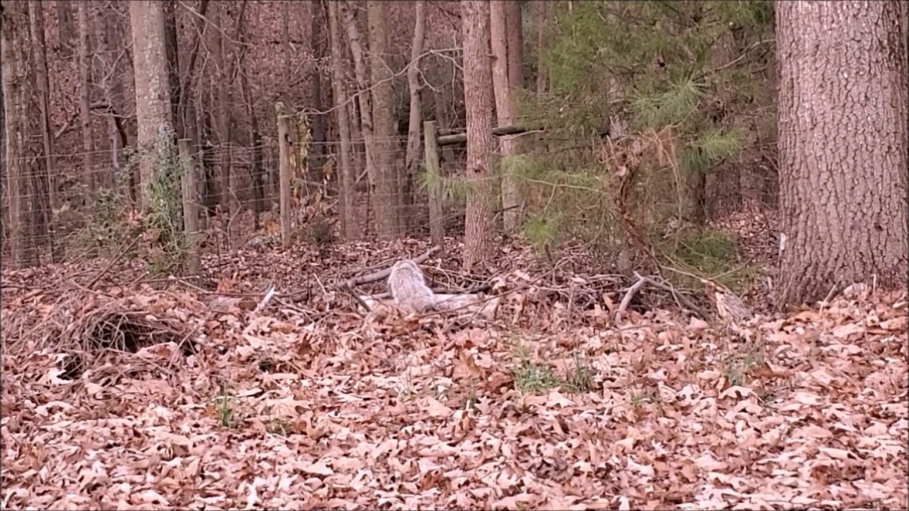 Two Possums 2020 - YouTube