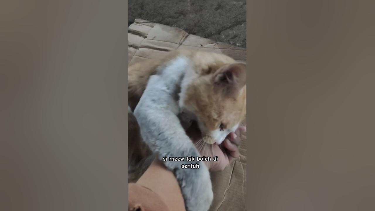 sampai luka di gigit si meew#shorts#kucingblasteran#cat#catlover - YouTube