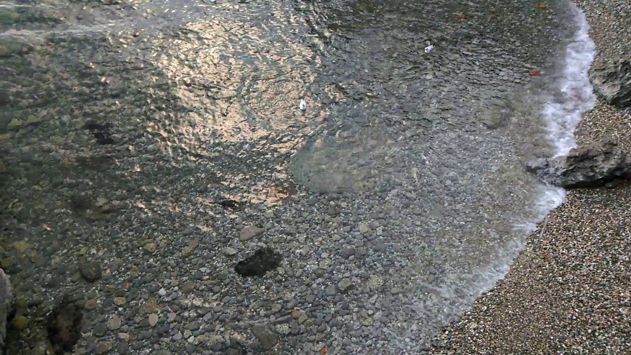 Grebe diving in sea, beautiful beach in Lovran, Croatia - YouTube
