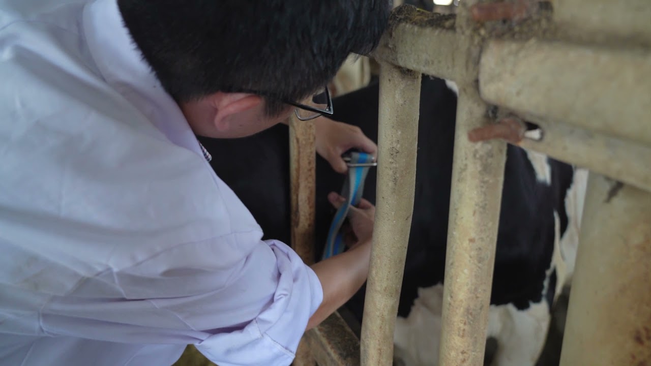 2、How to install Cow collar - YouTube