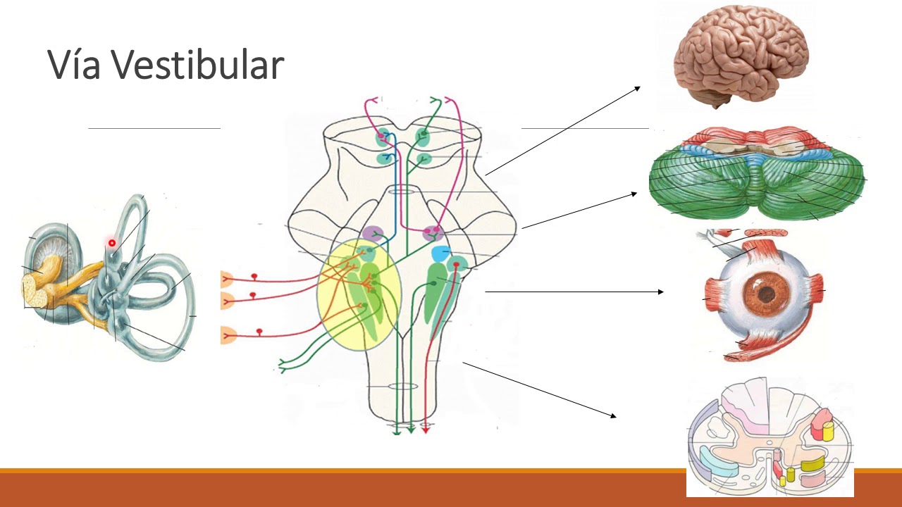 Semiología Sistema Nervioso VIII par craneal (nervio vestibulococlear ...