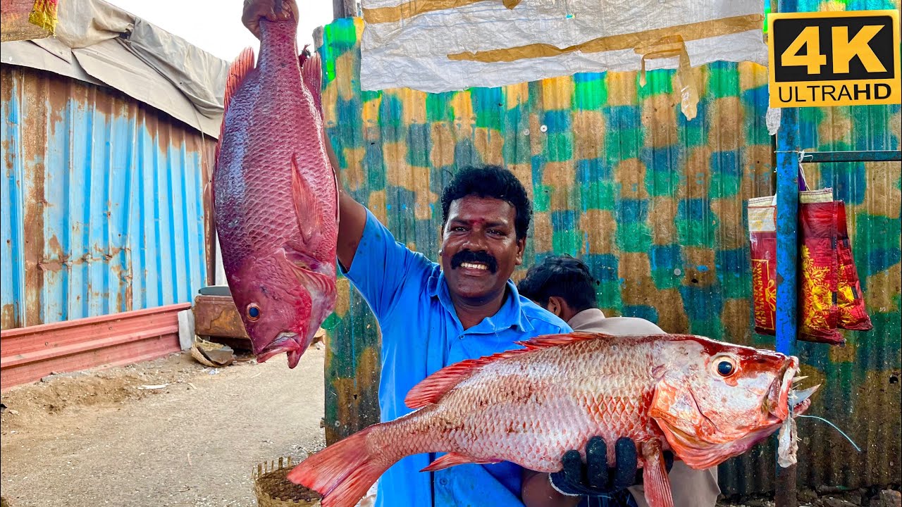 Mosadi fish cutting video/Fishcuttingrs #fishcuttingrs #kasimedu #fish ...