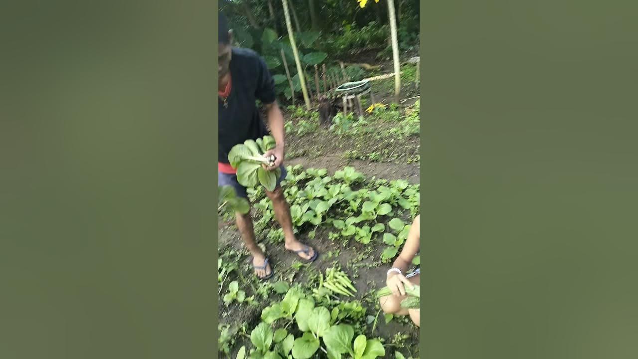 Pagtatanim ng simpleng gulay sa probensya #farmlife #farming #farmer #gulay - YouTube