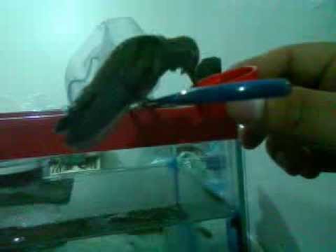 INCREIBLE, COLIBRI DOMESTICADO