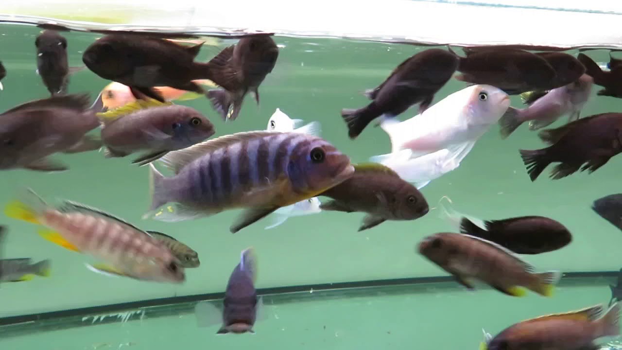 Wild fainzilberi hora mango tropheops red fin hora mango and callianios ...