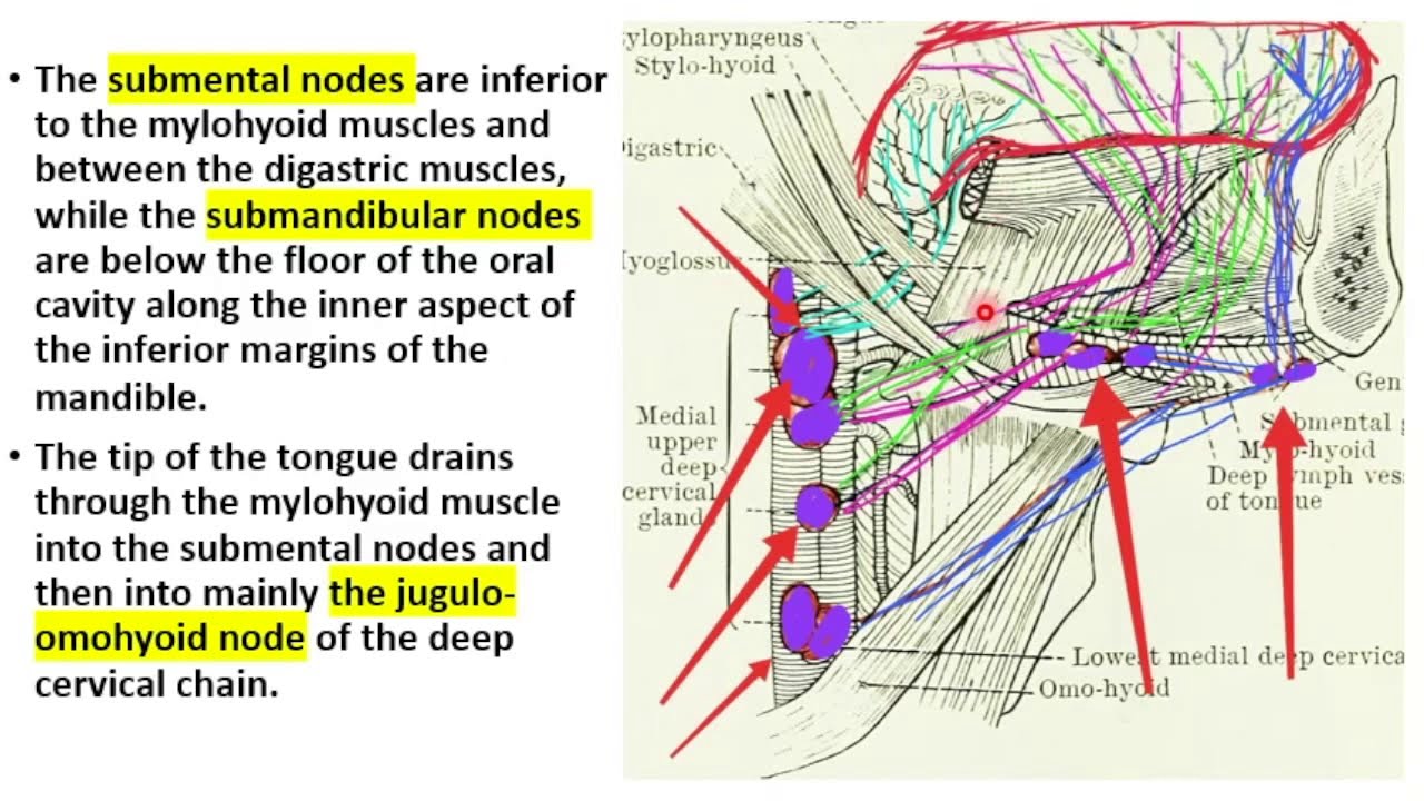Lymphatic drainage of the tongue - YouTube