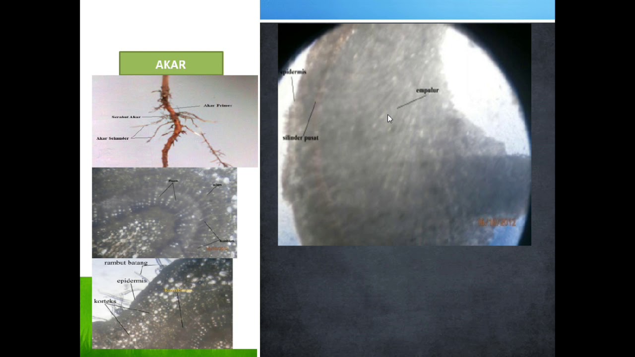ANATOMI TUMBUHAN JAMBU BIJI (Psidium guajava L.) - YouTube