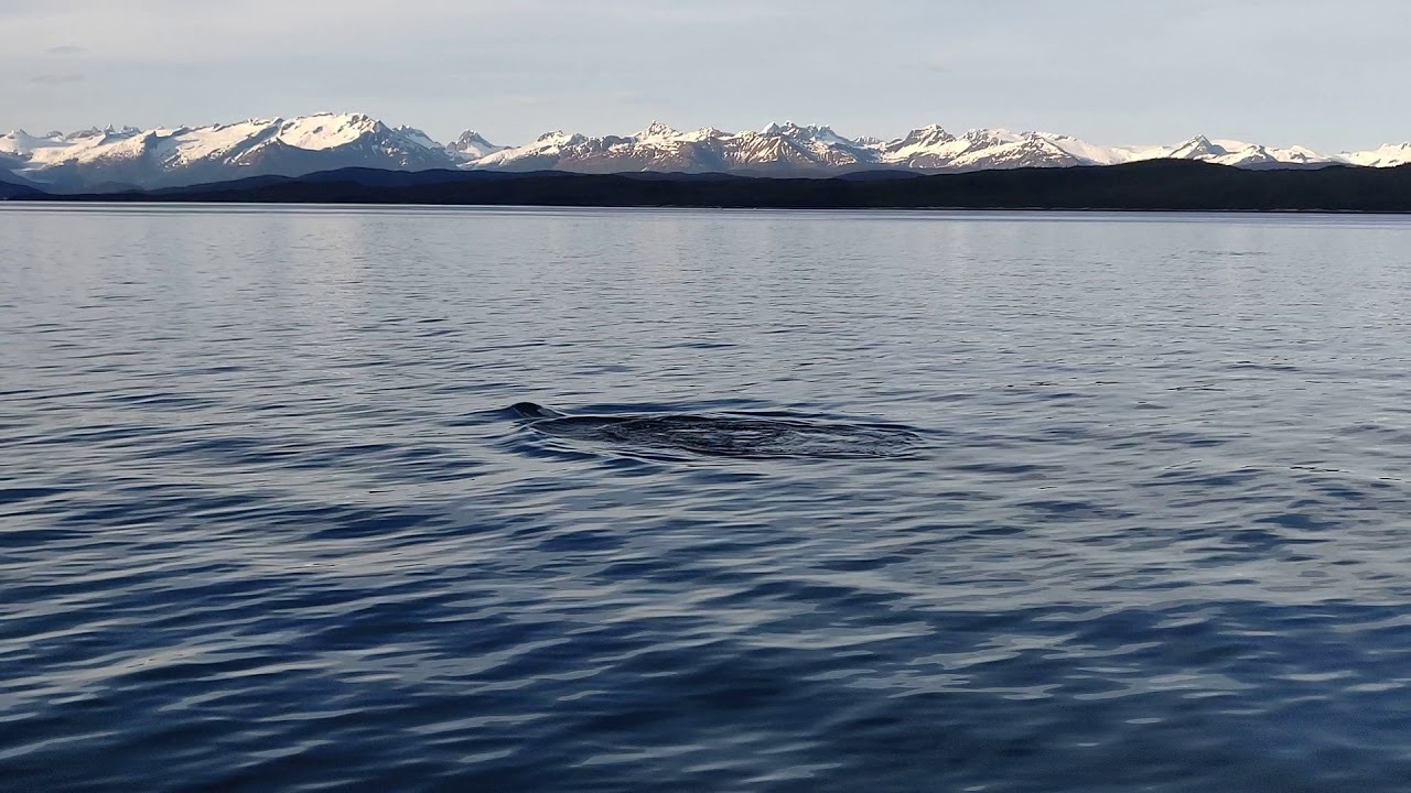 Beautiful Orca Pod in Front of Admiralty Island Mountains - YouTube