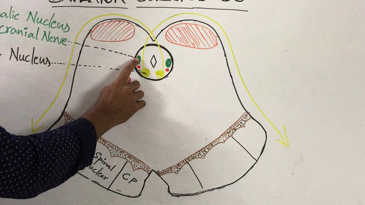 Midbrain at the level of inferior colliculus (Explained) - YouTube