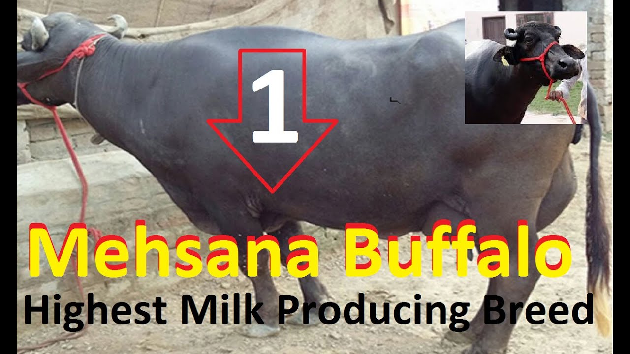 Best Buffalo Breed In The World | Mehsana Buffalo | Most Efficient ...