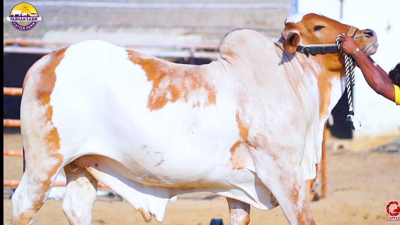 SHERO FROM FARHAN SABIR CATTLE FARM 2024 - YouTube