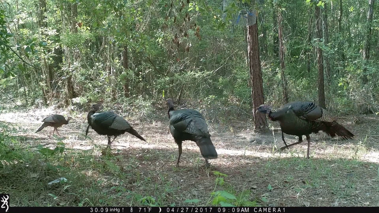 Spring time @ The Roosta - YouTube