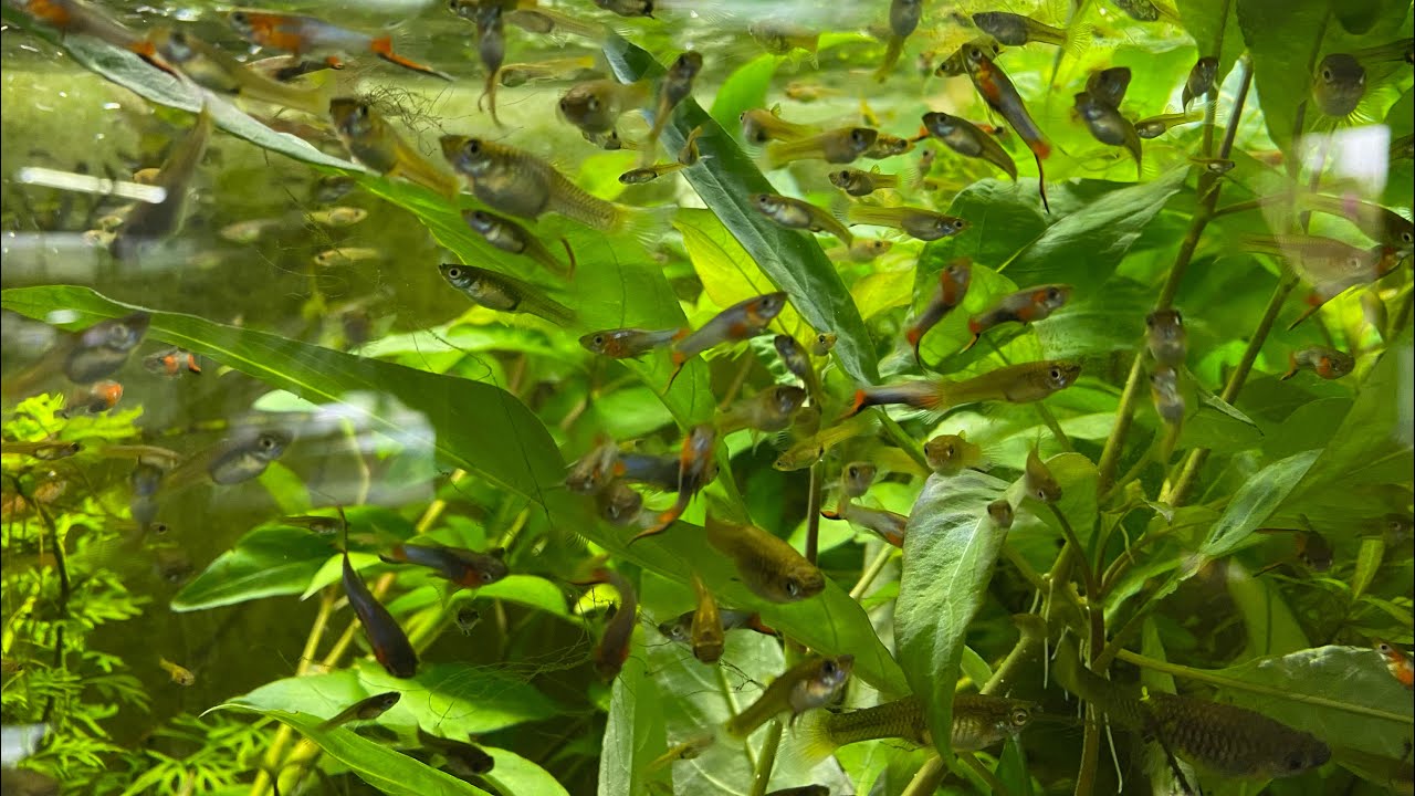 How to grow Hygro spp stem plants/ aquarium stem plants - YouTube