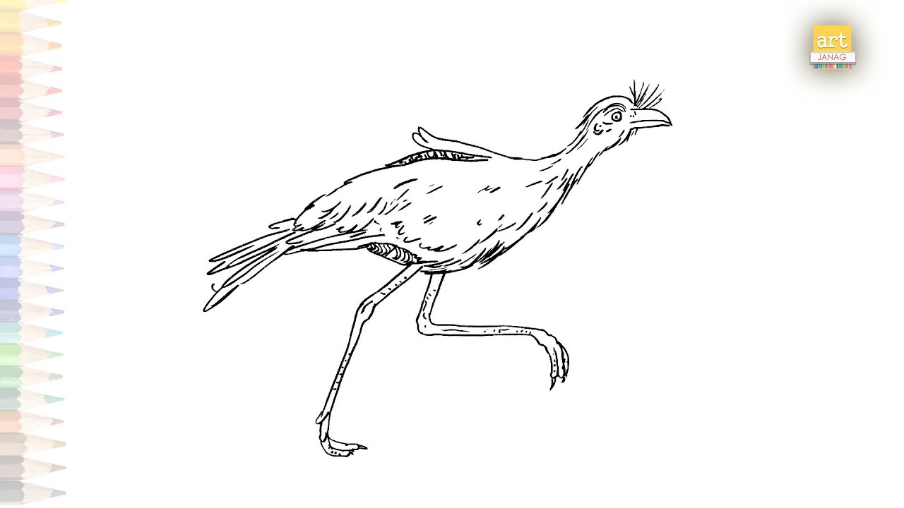 Red legged seriema drawing | Birds drawing tutorials | How to draw Red ...