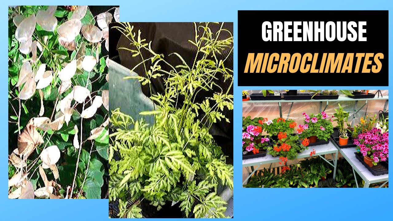 MICROCLIMATES IN THE TROPICAL GREENHOUSE - YouTube
