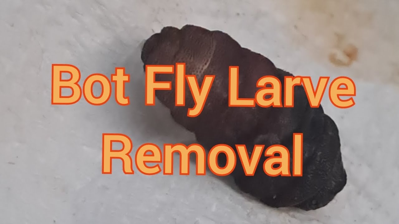 Bot Fly Larve Removal | un-edited - YouTube