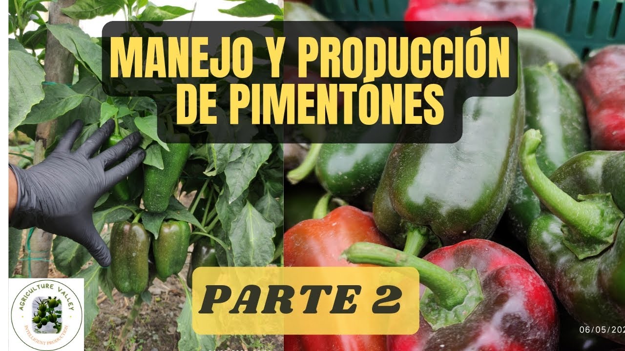 Etapas De Un Pimiento Morrón Ciclo Crecimiento Una Planta Pimiento