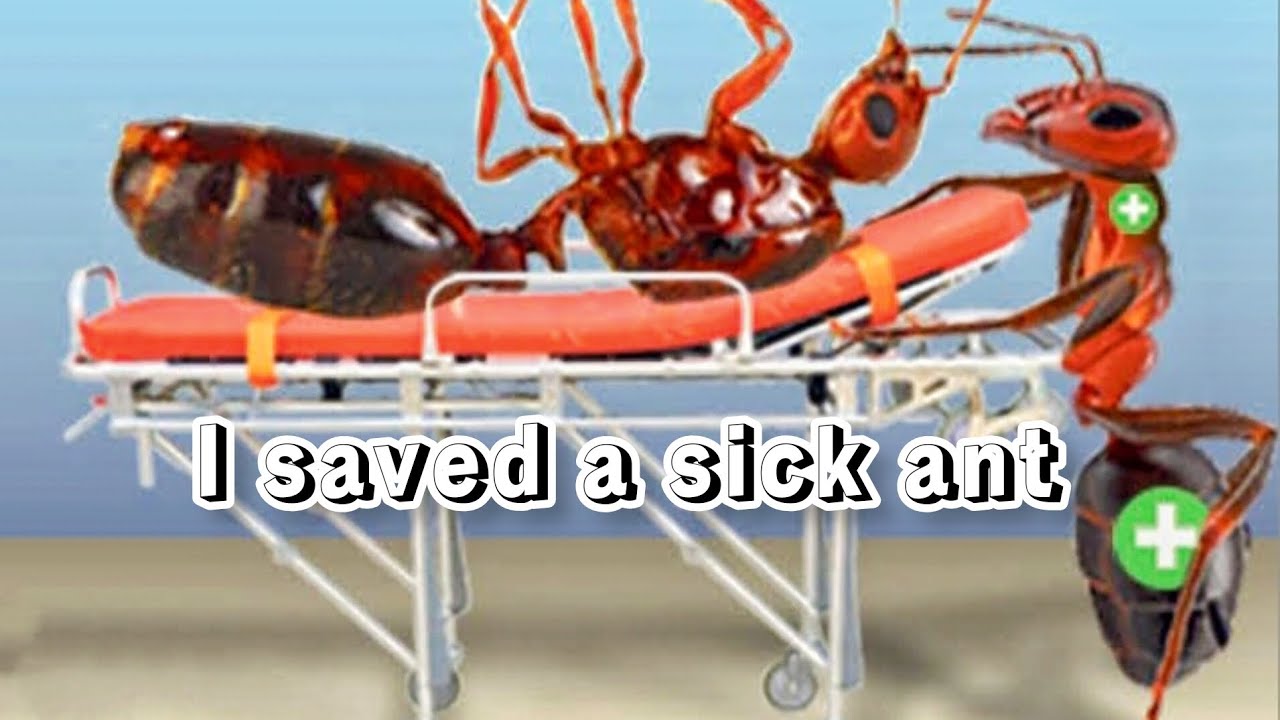 I saved a sick ant - YouTube