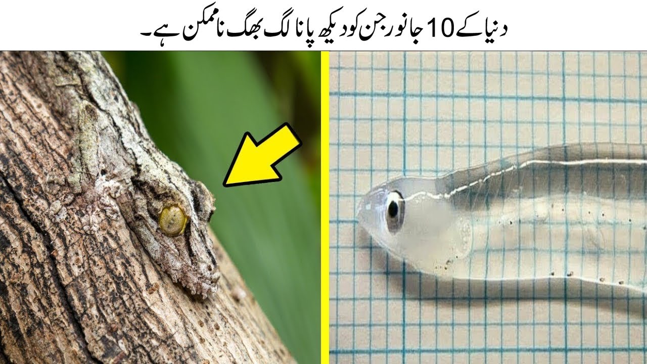 Top 10 Invisible Animals in the world | Interesting Facts | Facts video ...