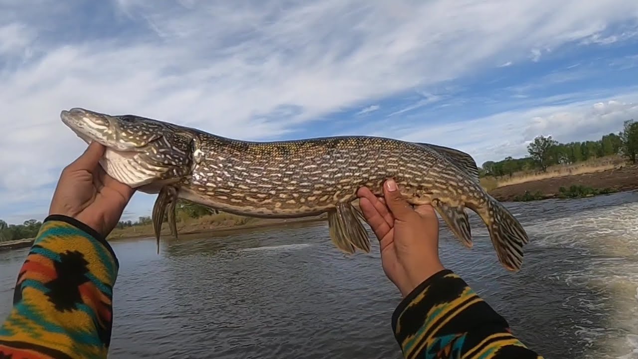 Catching Spillway Fish With Razor SHARP TEETH!! (Aggressive) - YouTube