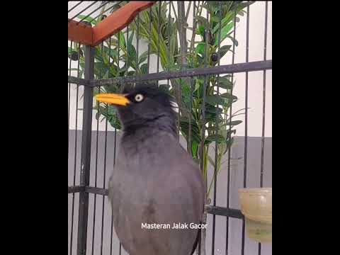 JALAK KEBO GACOR 20426. #JALAKGACOR #JALAKKEBO