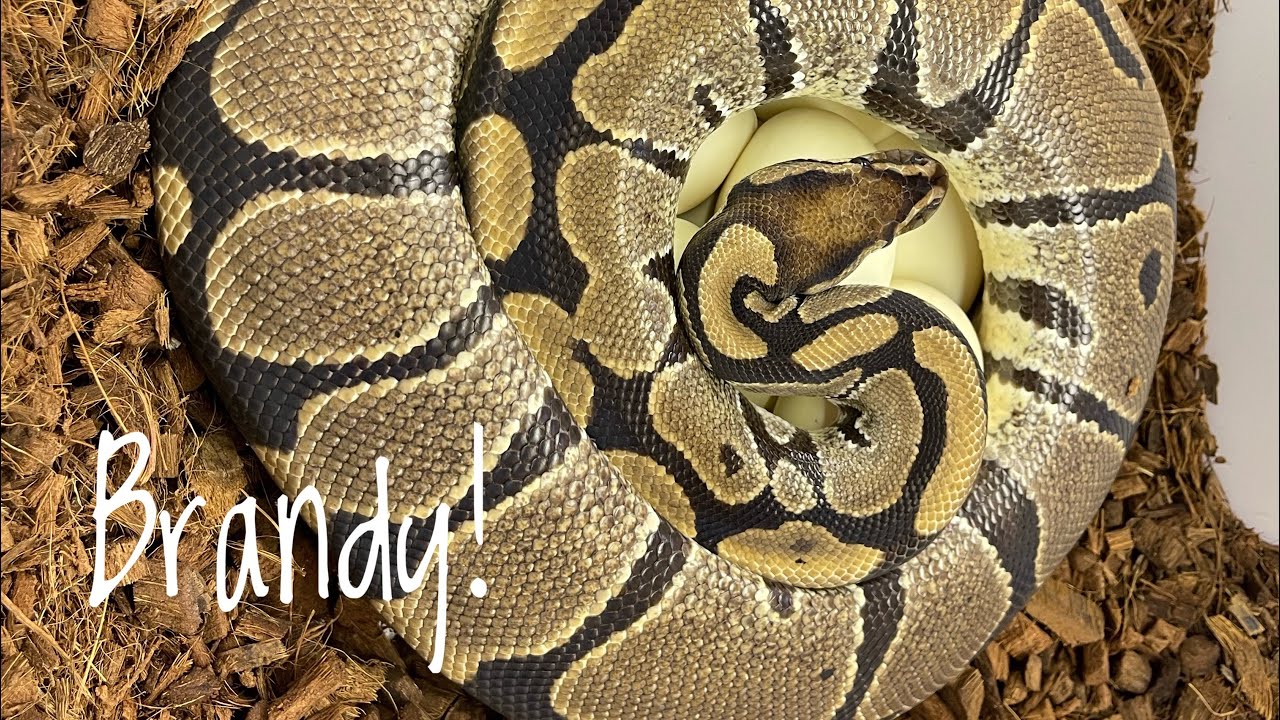 Introducing Brandy!- One of Our Oldest Snakes! - YouTube