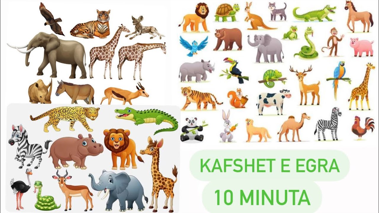 Kafshet e Egra. Kafshet e Xhungles. Mesojme fakte per kafshet. - YouTube