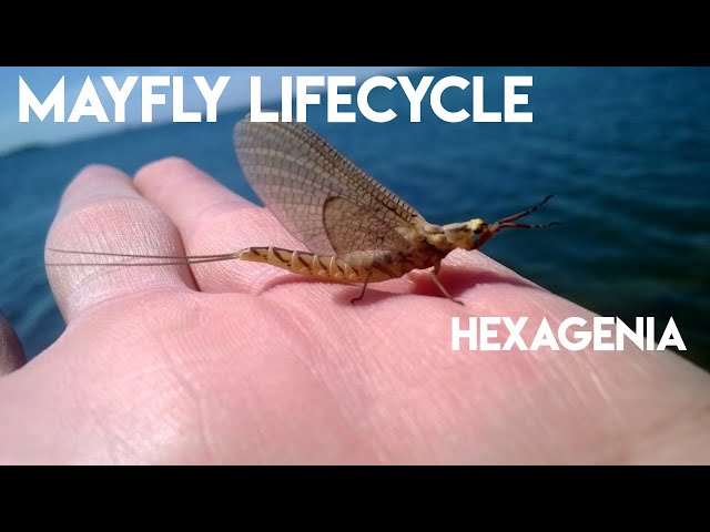 Mayfly Life Span