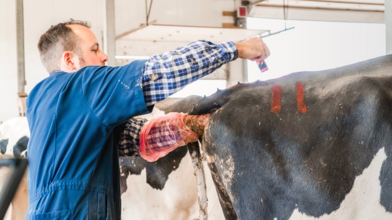 Artificial Insemination/ Breeding in Dairy Cows - YouTube