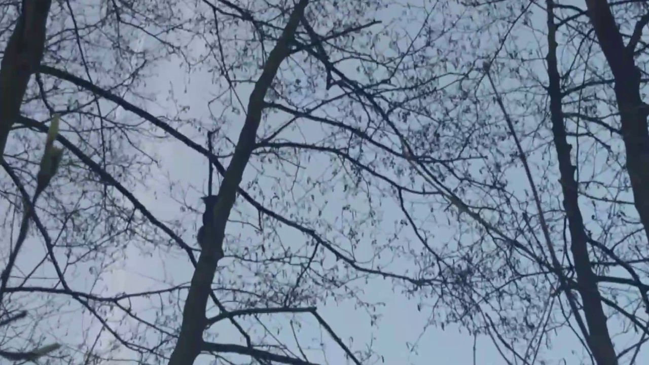 Sort egern - YouTube