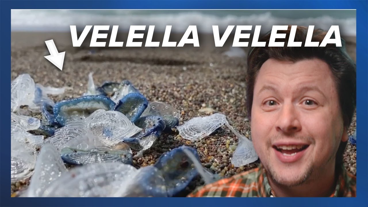 Millions of Velella velella, the by-the-wind-sailors, wash up on ...