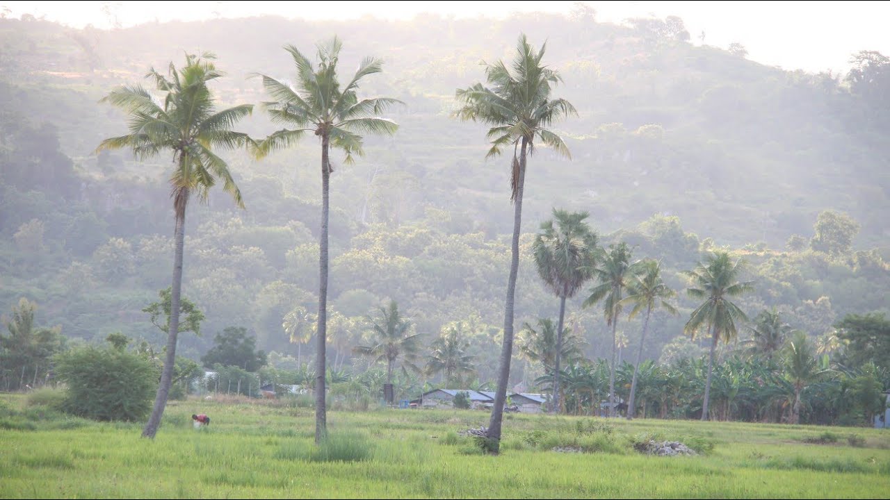 Beras Nona Malaka, Akankah Terwujud? - YouTube