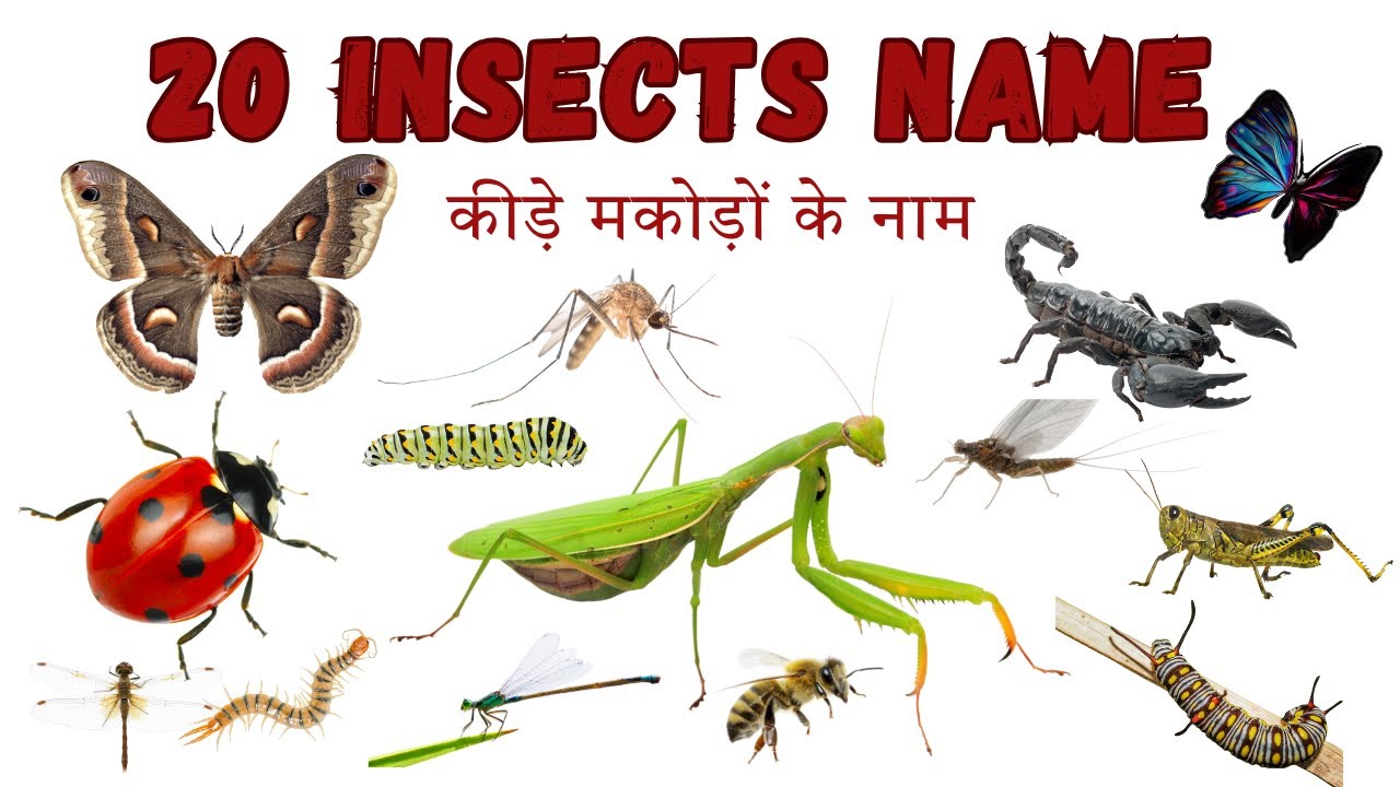 Insects Name in Hindi and English for kids | Name of Insects with their ...