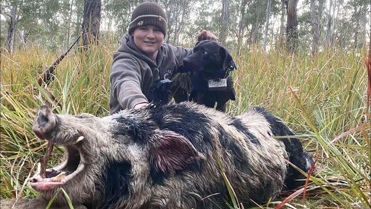Eastern Nsw Mountain Scrub Boars - YouTube