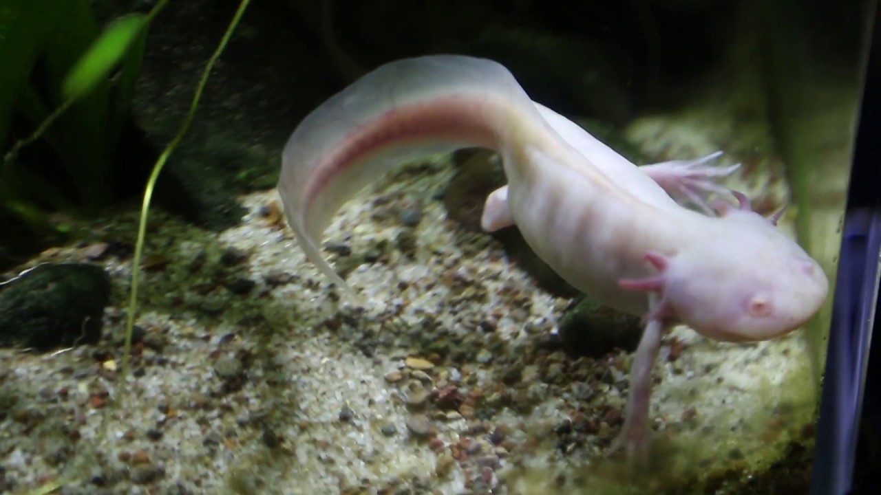 Ajolote Mexicano - Acuario Michin - YouTube