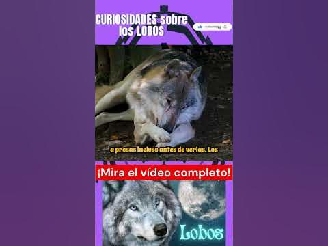 Datos curiosos sobre los lobos Parte 10 #lobo #lobos #halloween #halloween2024 #animal #animales ...