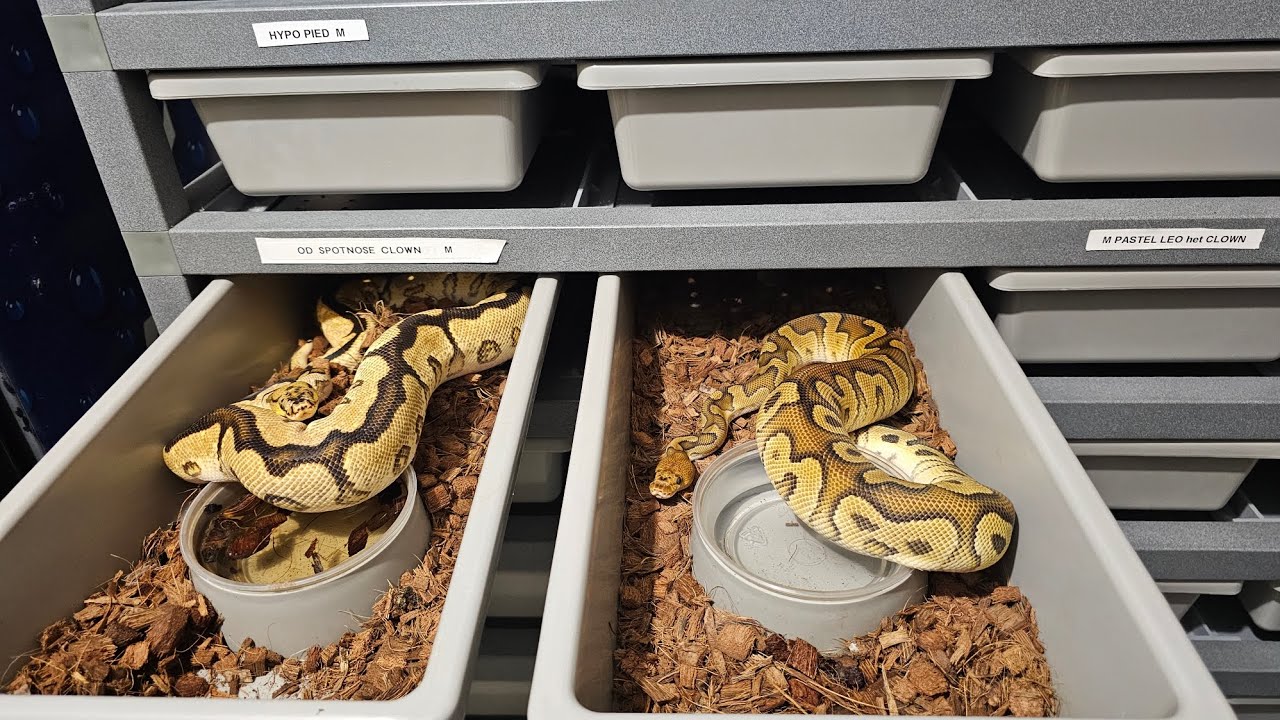 Hypo dark knight or chocolate cypress hypo clown? How to plan a ball ...