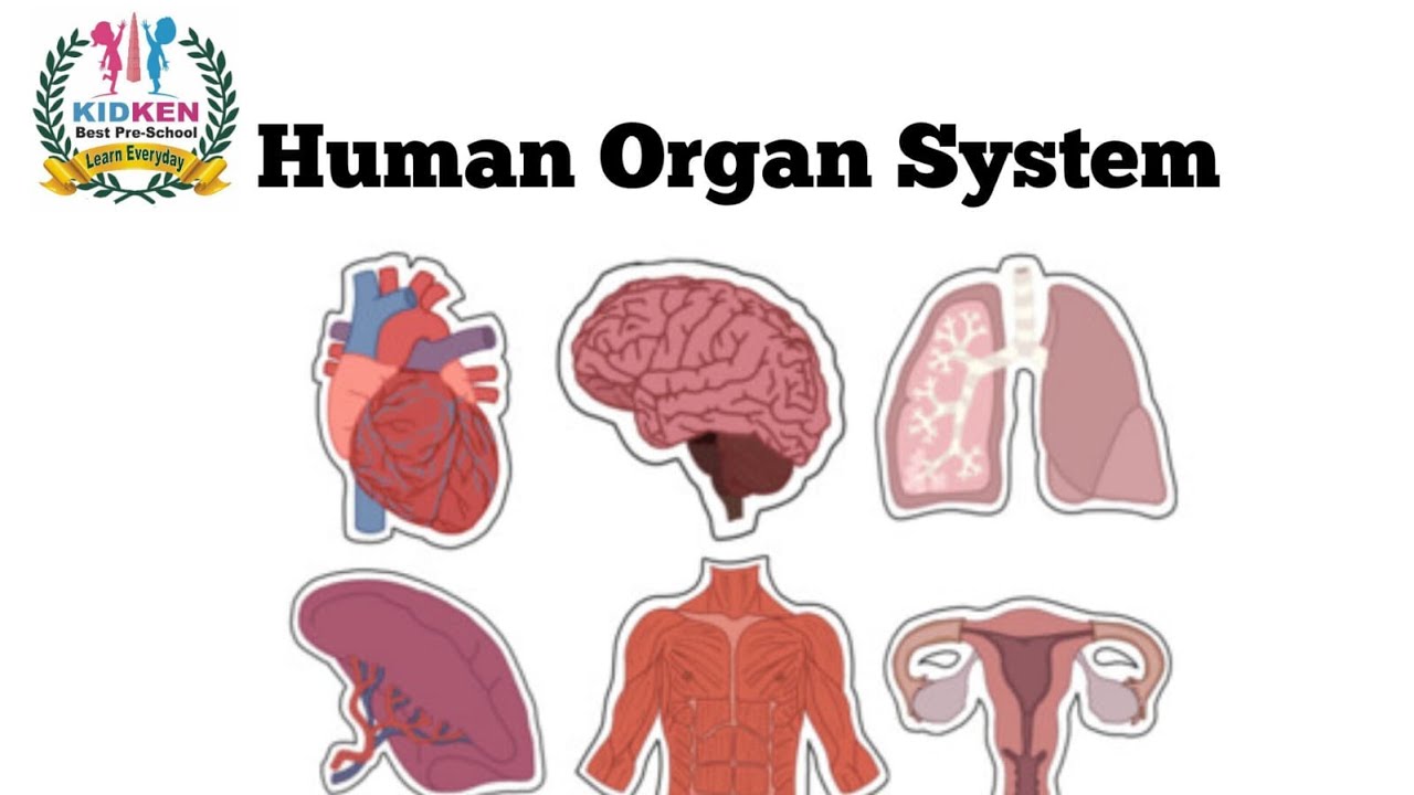 Human Organ System | Oxford Wonders of Science Book 7 #digitallearning ...