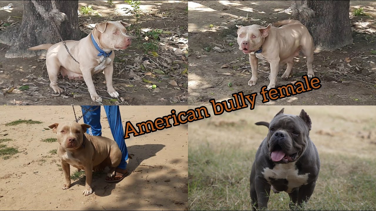 American Bully Female || आज तो बच ही गए DAX BLOODLINE KI pocket size ...