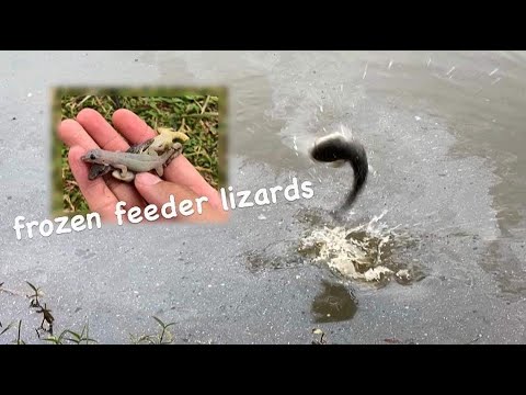 Fishing with lizards | Fish kept escaping.. TILL IT’S TIME TO LEAVE ...
