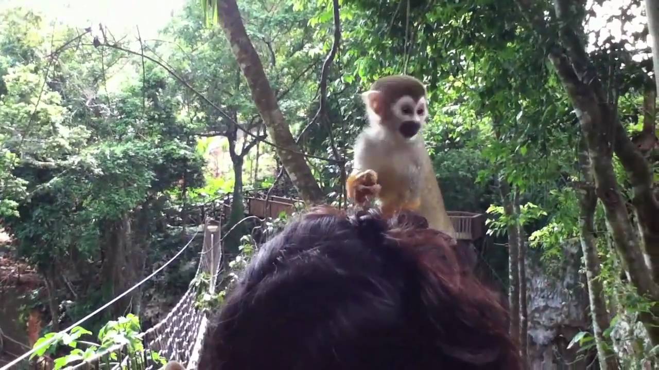 Monkey Jungle Dominican Republic - YouTube