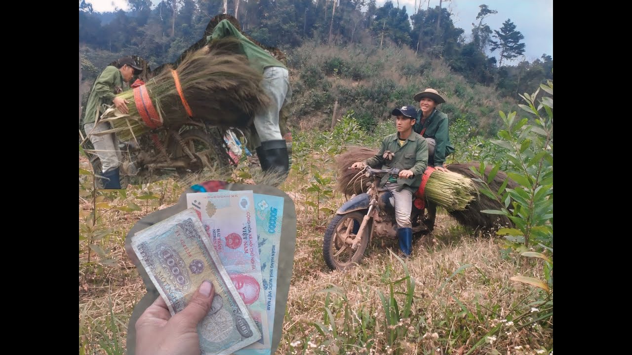 Today the couple went to pick "Chit" trees to sell. - YouTube