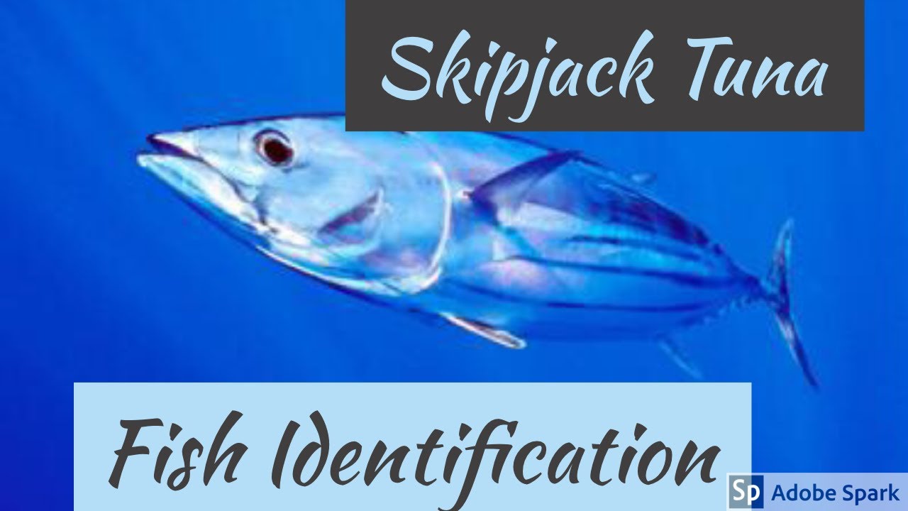 Skip Jack Tuna - NOAA Species Identification - YouTube